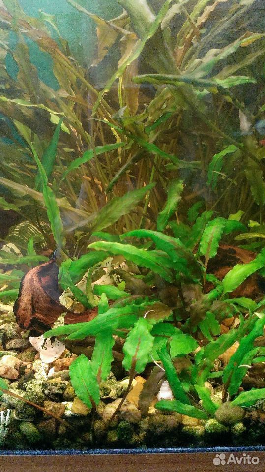 Роголистник, криптокарина, индийский папоротник