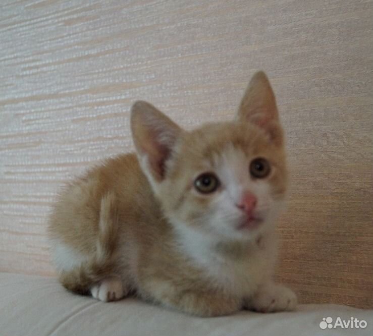 Рыжие, очень красивые котята в добрые руки