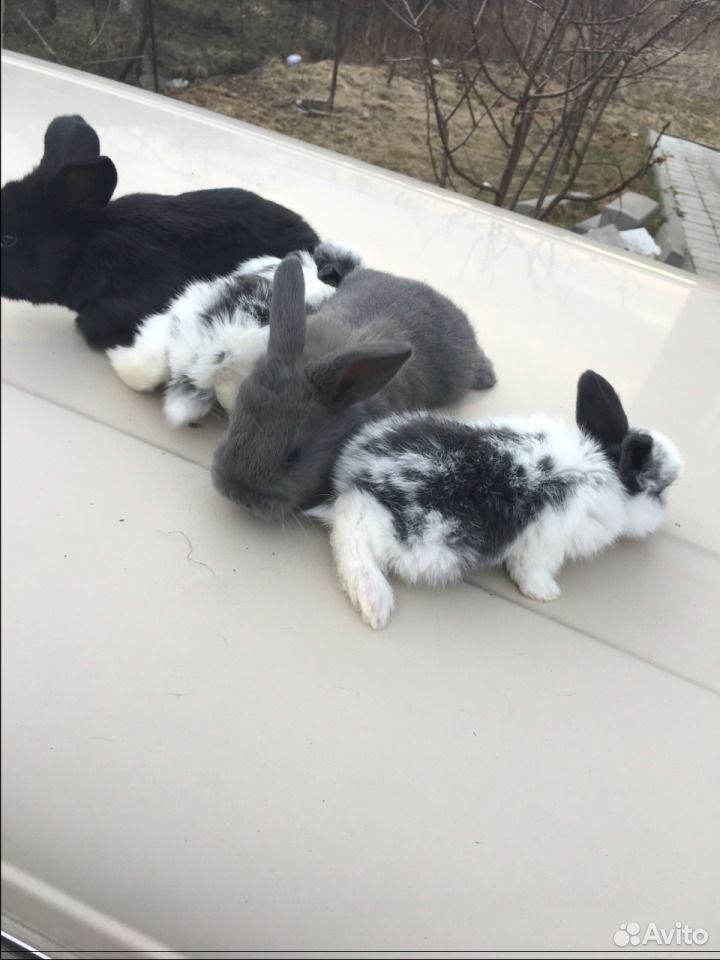 Породистый вислоухий баран