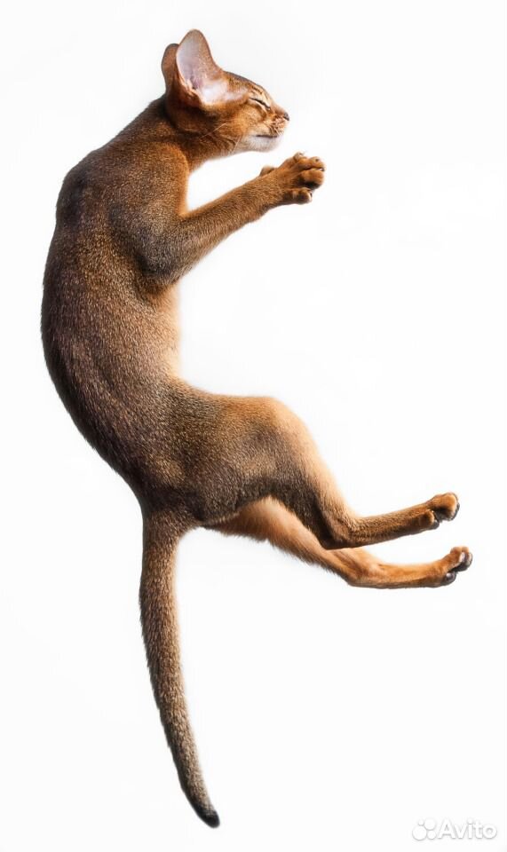 Абиссинский мальчик из питомника CFA