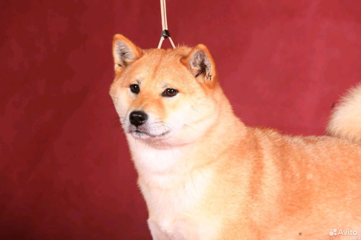 Сиба (мини акита)