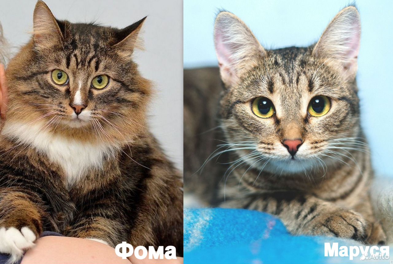 Маруся и Фома. Коты-неразлучники в поисках дома