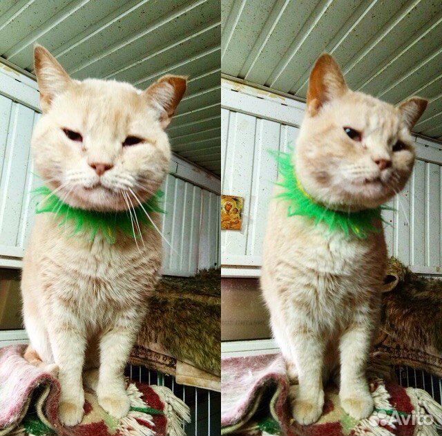 Кот Барсик ищет дом