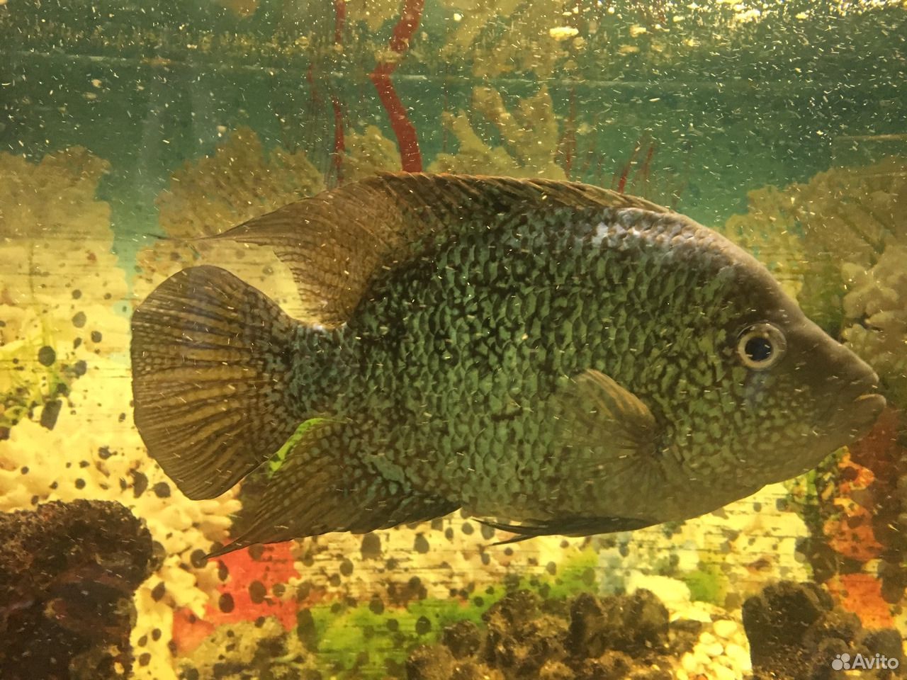 Цихлида бриллиантовая