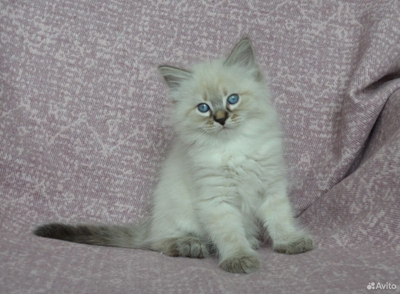 Котёнок Даниэль