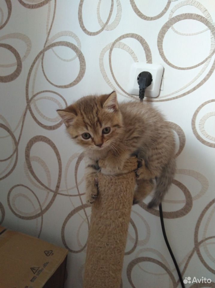 Породистый шотландский котенок