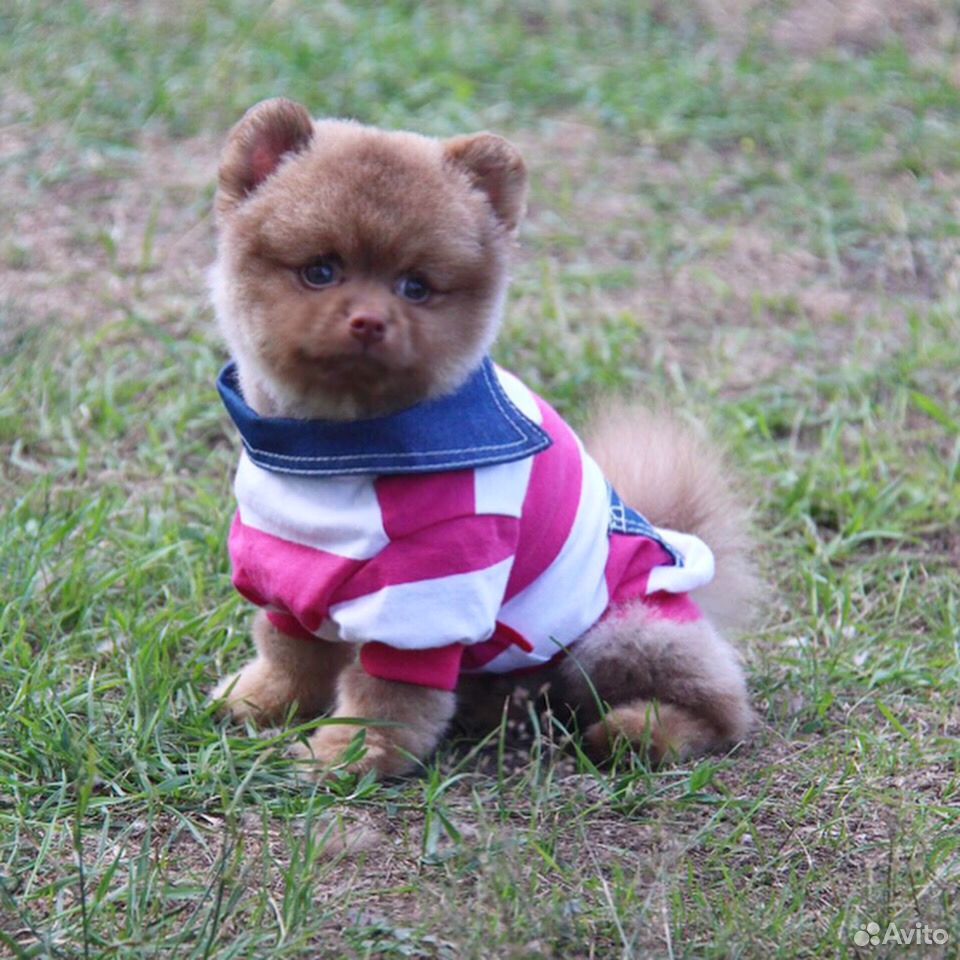 Шпиц шоколадный заяц