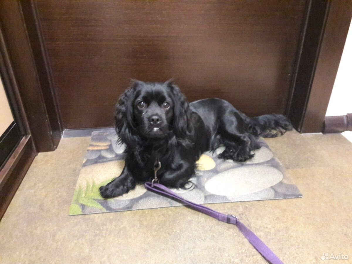 Собака. Кобель. Потеряшка