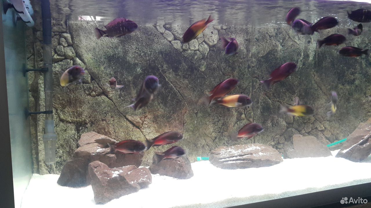 Продам аквариумных рыбок