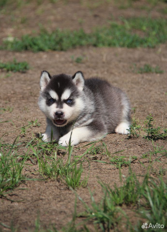 Хаски, мальчик просто прелесть