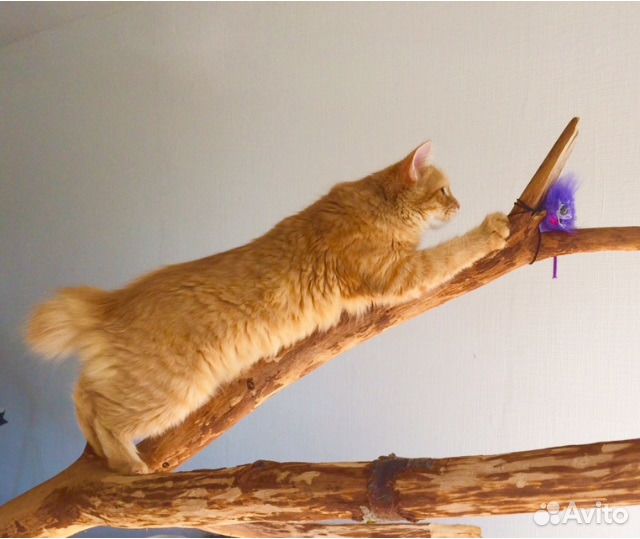 Коты. Не метят. Не вызывают аллергию