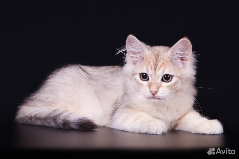 Сибирский котик