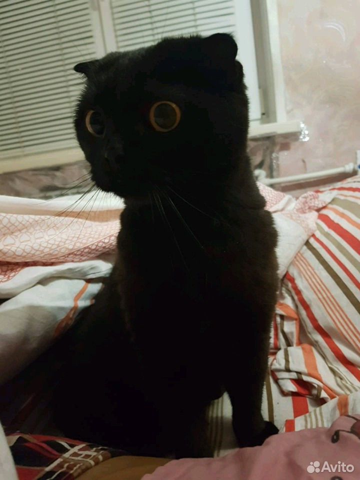 Ищет дом шотландская вислоухая кошка