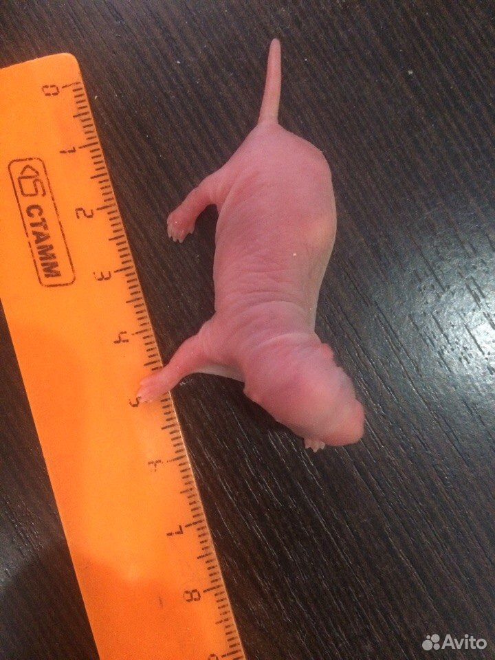 Крысы на корм