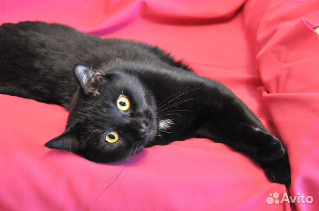 Габриэлла - барышня-загадка (8 мес.)