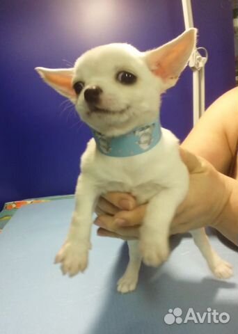 Мальчики чихуа мини