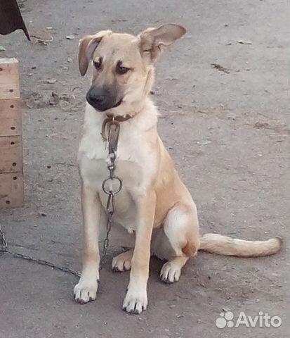 Алька ищет дом