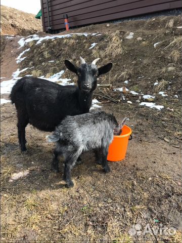 Камерунская коза
