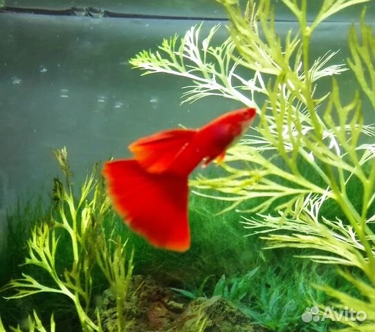 Гуппи полный красный альбинос красный глаз