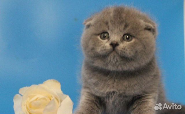 Плюшки-малышки Таис и Тимати