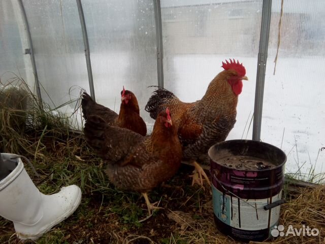 Продаётся семья кур Билефельдеров (2+1)