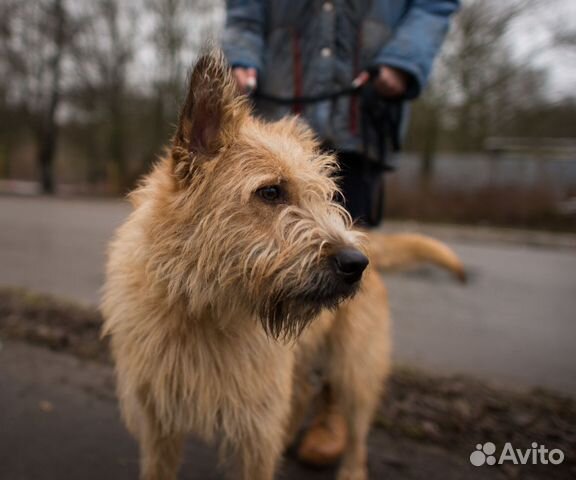 Ника ищет дом