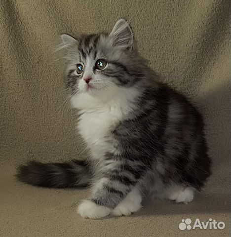 Ласковые ручные кошечки