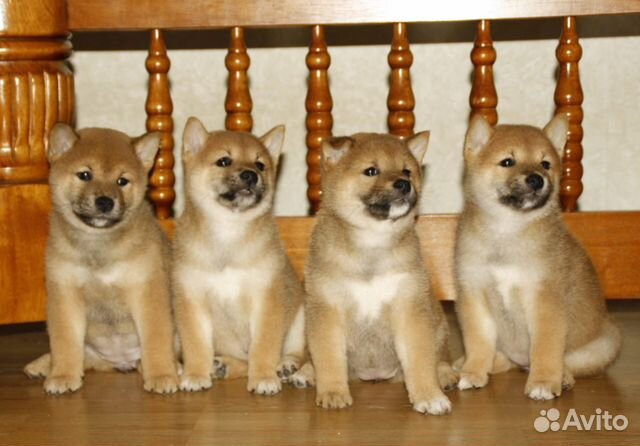Девочки сиба-ину 2 месяца