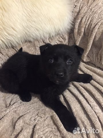 Милые щенки в дар