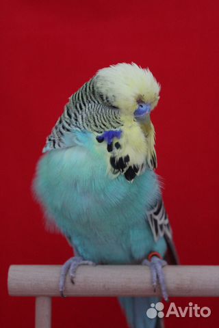 Выставочные волнистые чехи, попугай