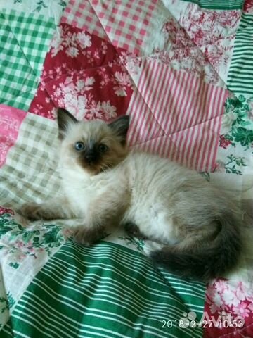 Невские маскарадные котята