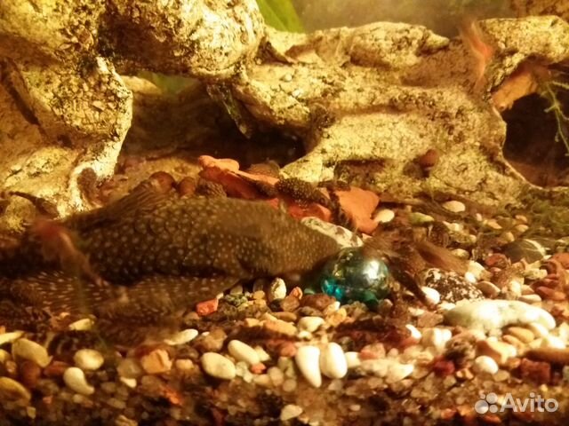 Мальки сомиков анцитрусов