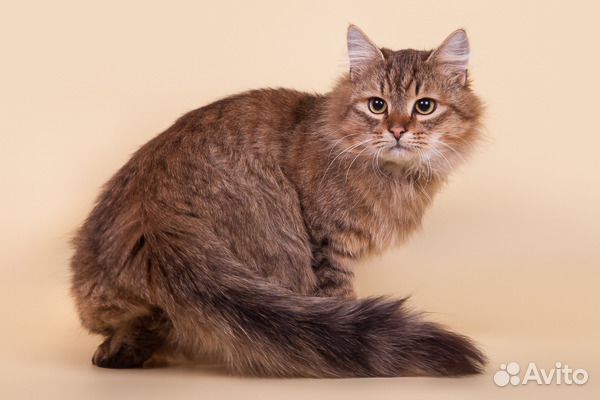 Сибирский котик