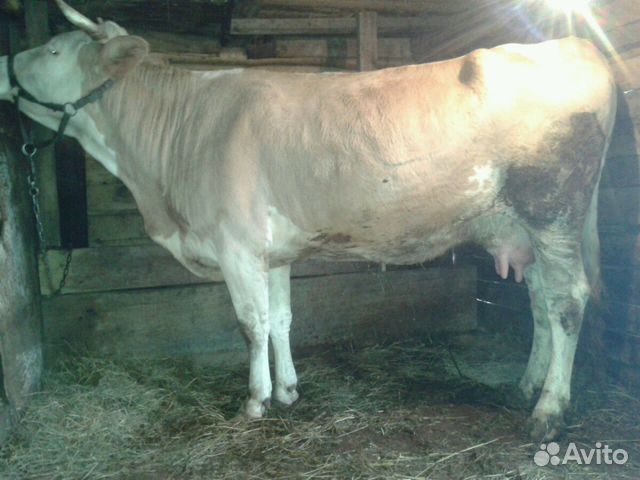 Корова бык телочка