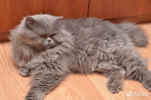 Персидский котик ищет невесту