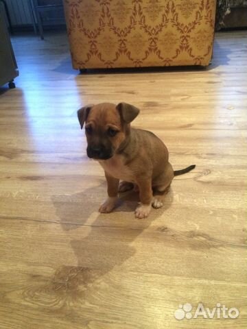 Стаффордширский терьер метиз