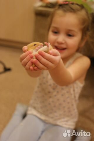 Домашние сирийские хомячки