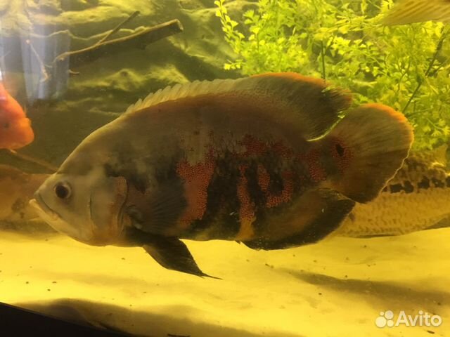 Астронотус