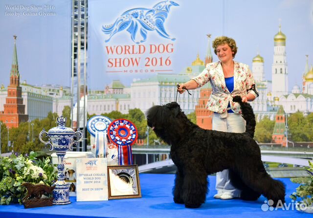 Щенки Русского Черного Терьера (рчт)