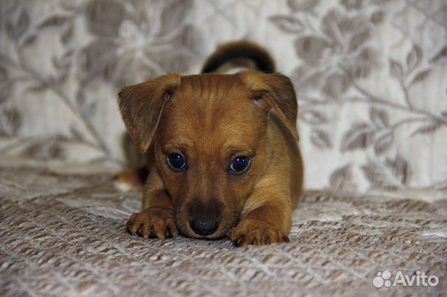 Предлагаю щенков-метисов Джек-Рассела