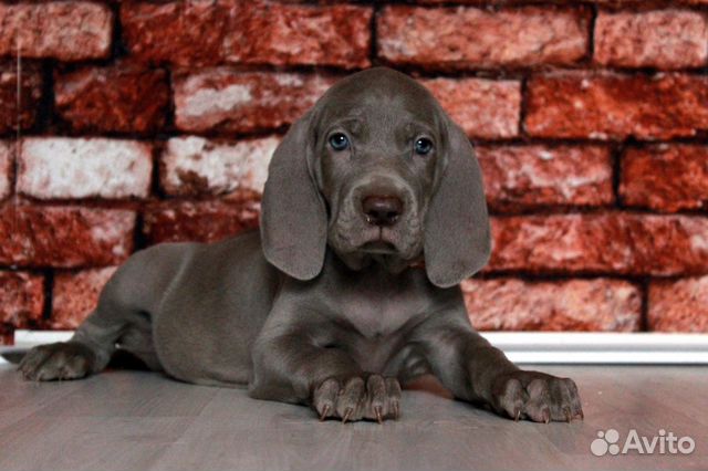 Щенки веймарской легавой (веймаранер)