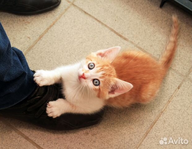 Озорной рыжий Ленчик в дар