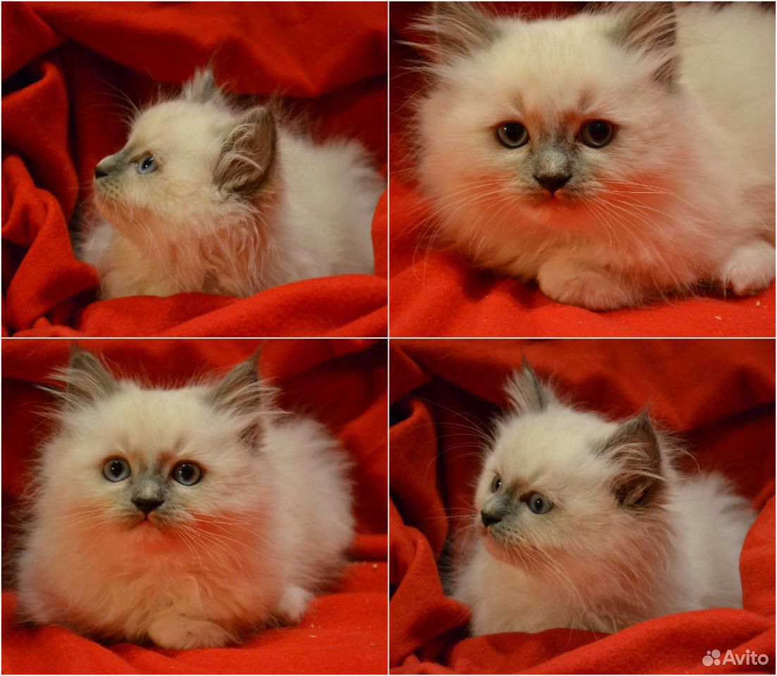 Котята рэгдолл-тряпичная кукла