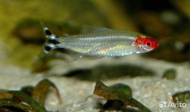 Тетра красноносая