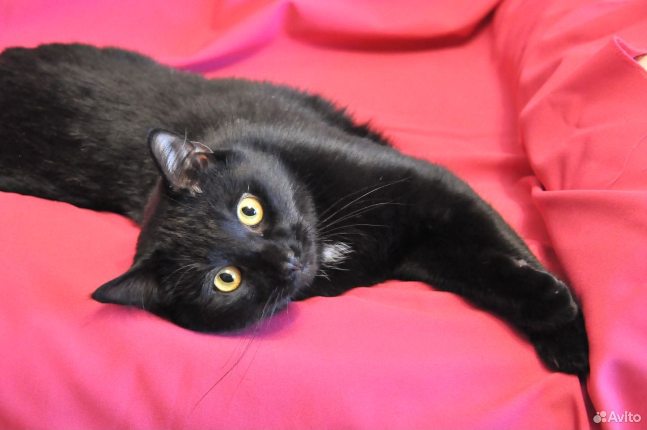 Габриэлла - барышня-загадка (11 мес.)