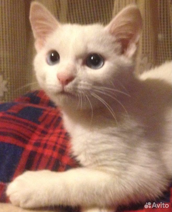 Котенок - белоснежный Бадди в добрые руки