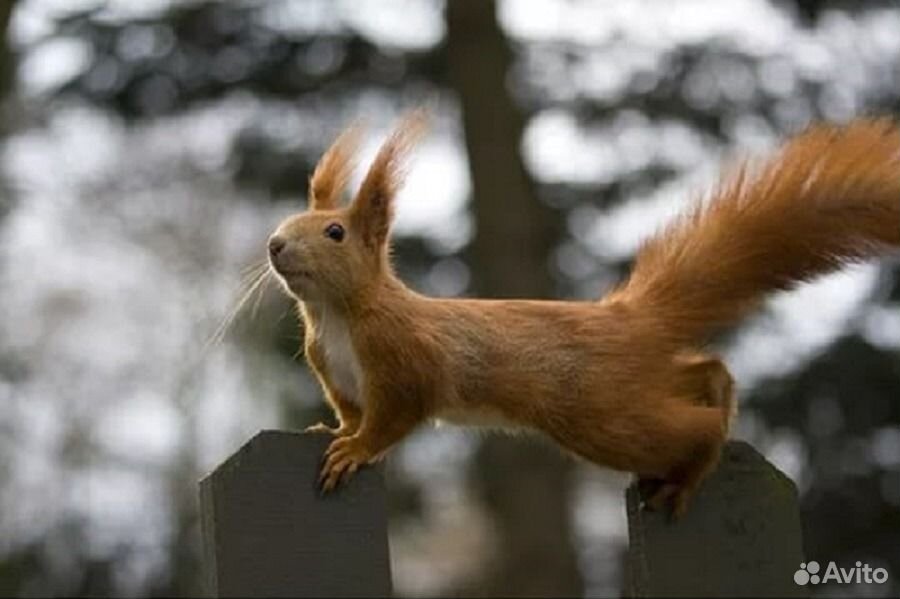 Белка европейская