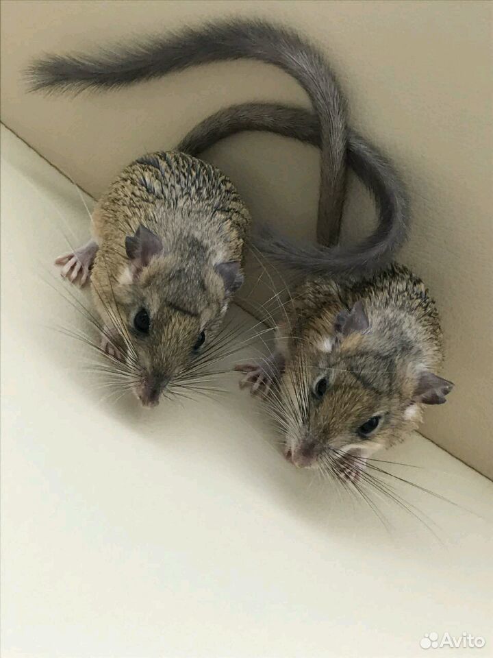 Сикитамусы. Пушистохвостые песчанки