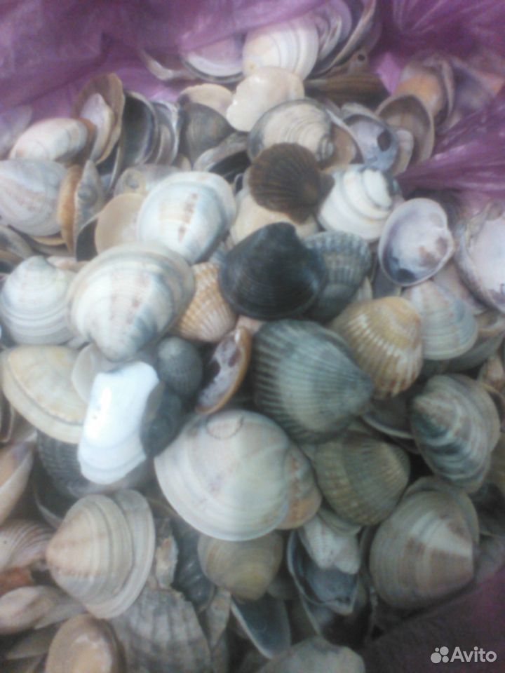 Ракушки в аквариум