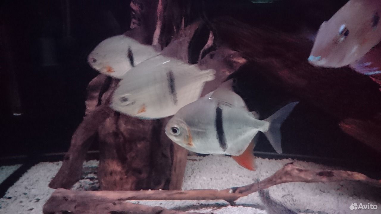 Милеус шомбургка